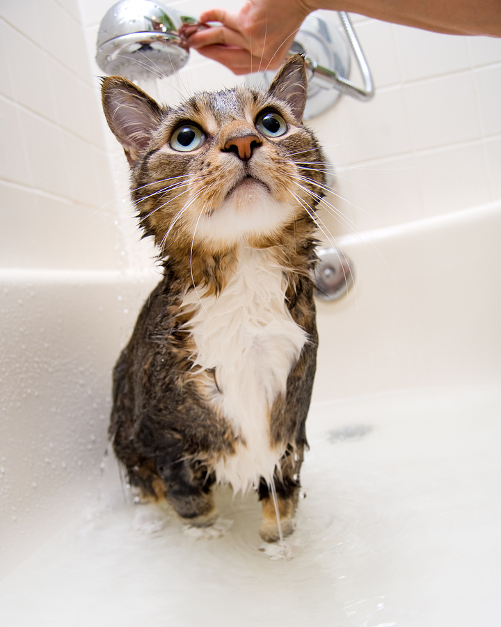 Bathing A Cat 10 Survival Tips Cat Grooming CatLoversDiary Bathing A Cat 10 Survival Tips Cat Grooming CatLoversDiary
